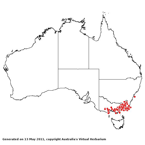 Poa ensiformis | AusGrass2