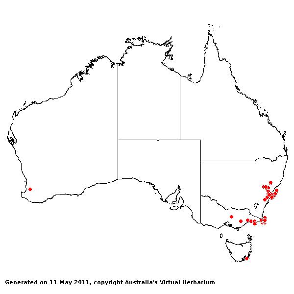 Poa affinis | AusGrass2